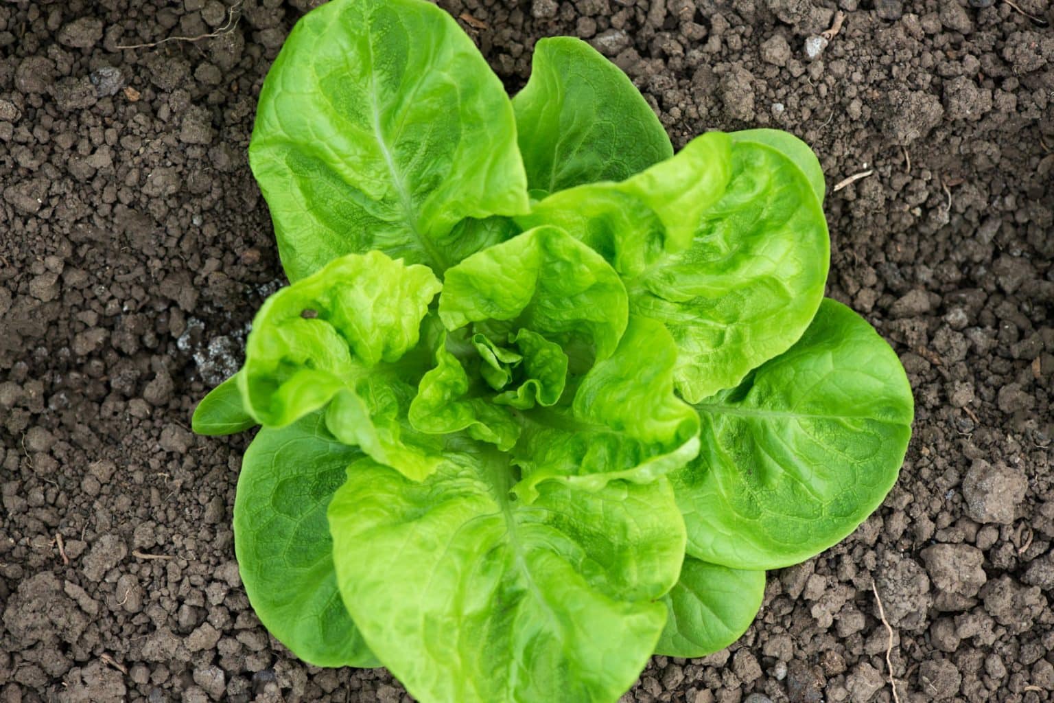 Vegetable & fruit seeds to sow in July – Planting Guide - 2023