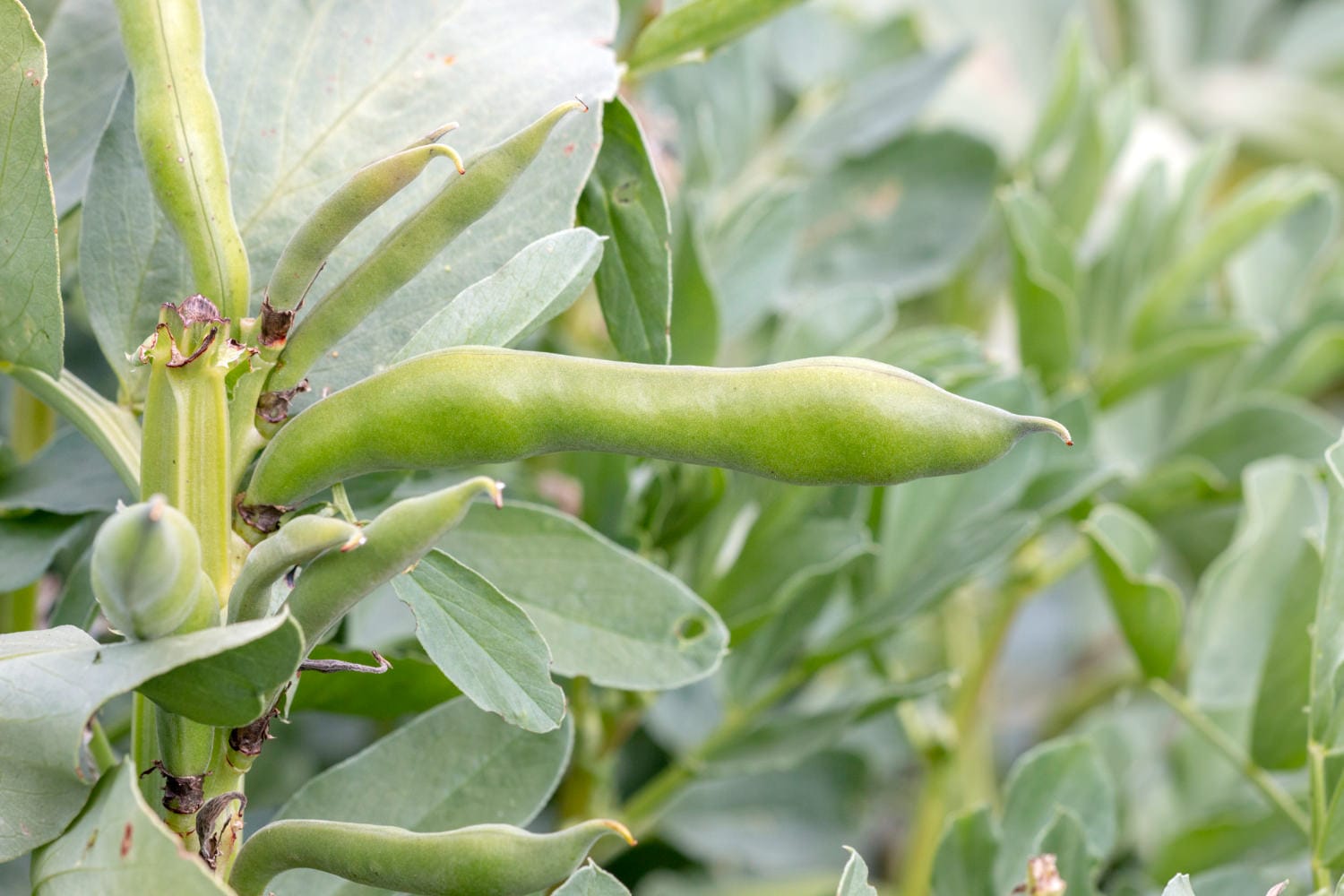 Vegetable & Fruit Seeds To Sow In November - Planting Guide - 2024