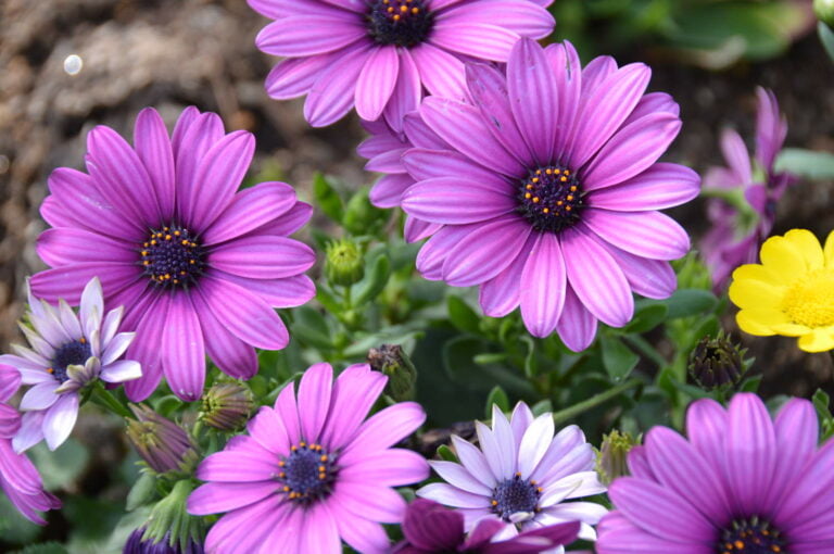 27 Best Autumn Plants For Vibrant Fall Flowers - Gardeners Box