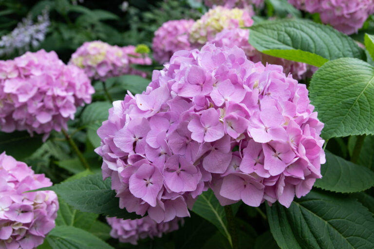27 Best Autumn Plants For Vibrant Fall Flowers - Gardeners Box