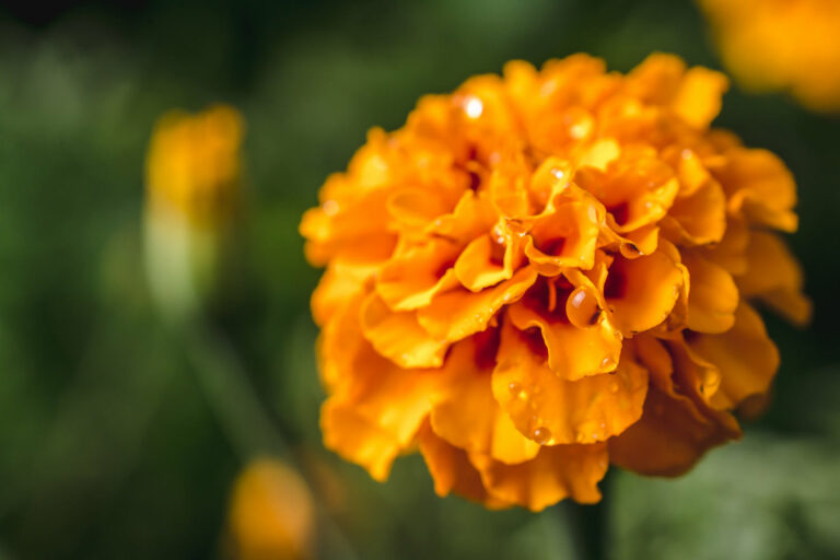 27 Best Autumn Plants For Vibrant Fall Flowers - Gardeners Box