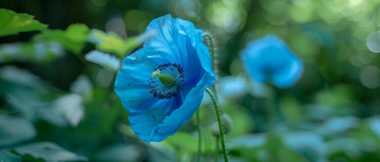 Shade Garden Ideas - 20+ Plants That Thrive With Limited Sunlight ...
