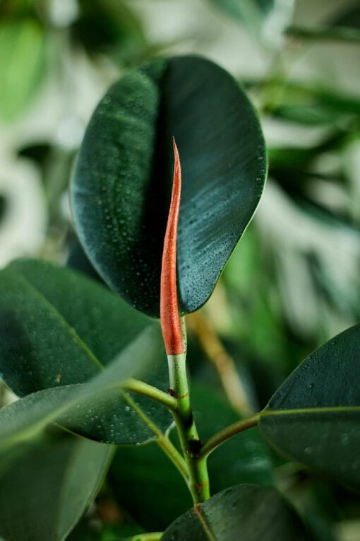 20+ Unique Garden-Inspired Gifts for Plant Lovers